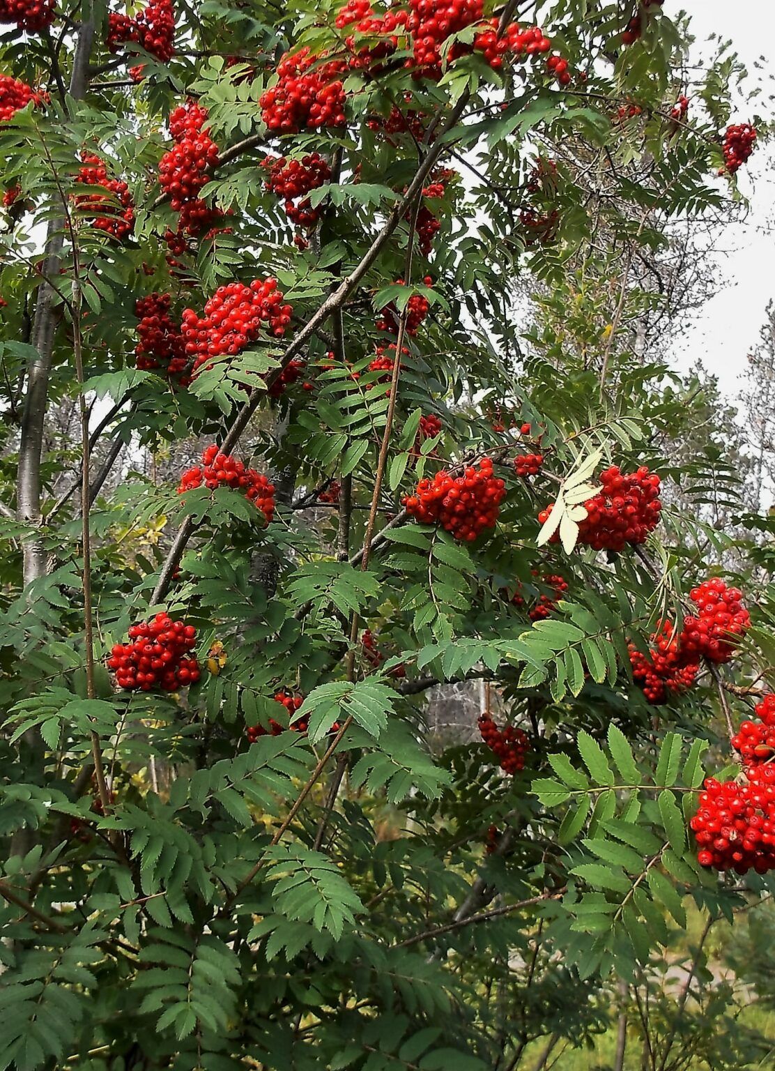 Beautiful Mountain Ash: A Profile Of A Tree | The Alaska Mystique
